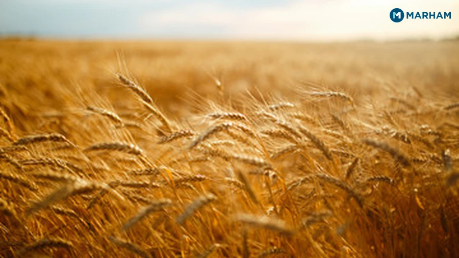 Barley Meaning in Urdu | جو کے فوائد اور استعمال | Marham